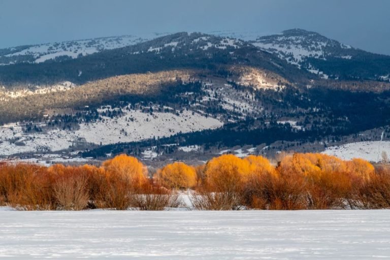 Late afternoon sunlight illuminates willows along the Teton River in ...